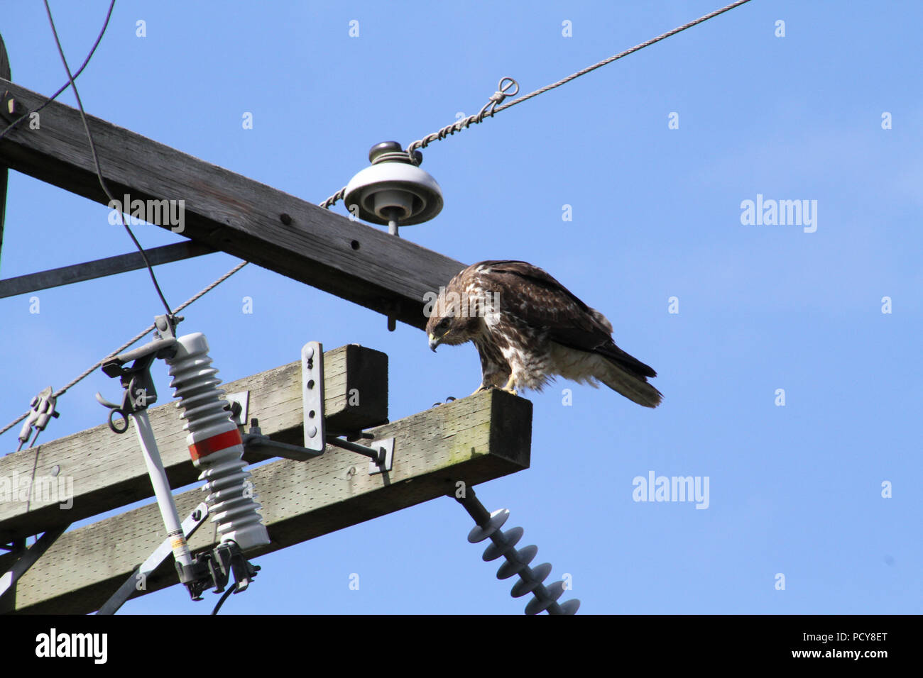 A red tailed hawk perched on top of a power pole on a clear sunny day ...