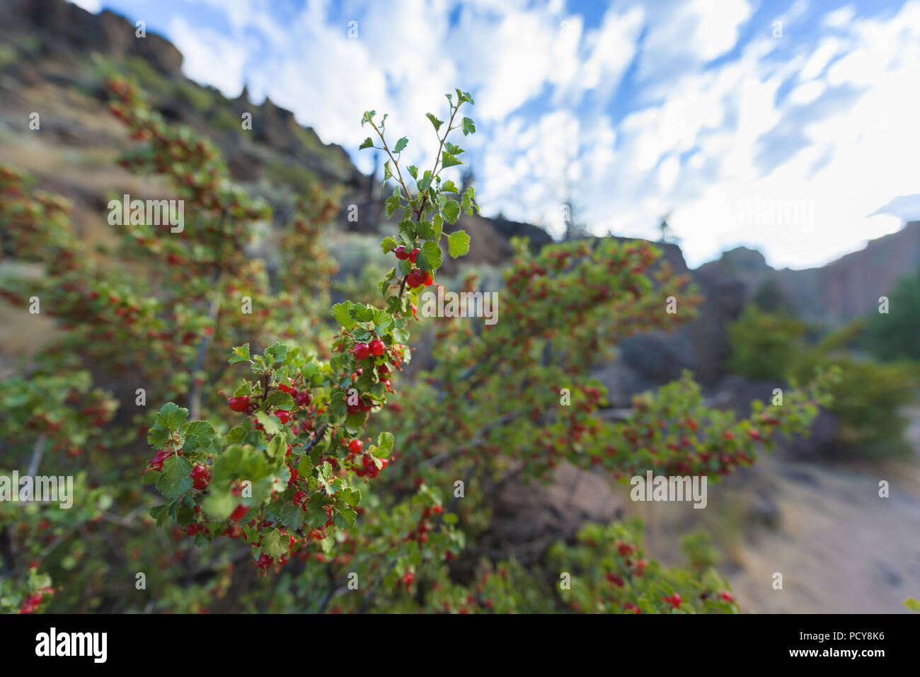 Rock berry tree hi-res stock photography and images - Alamy