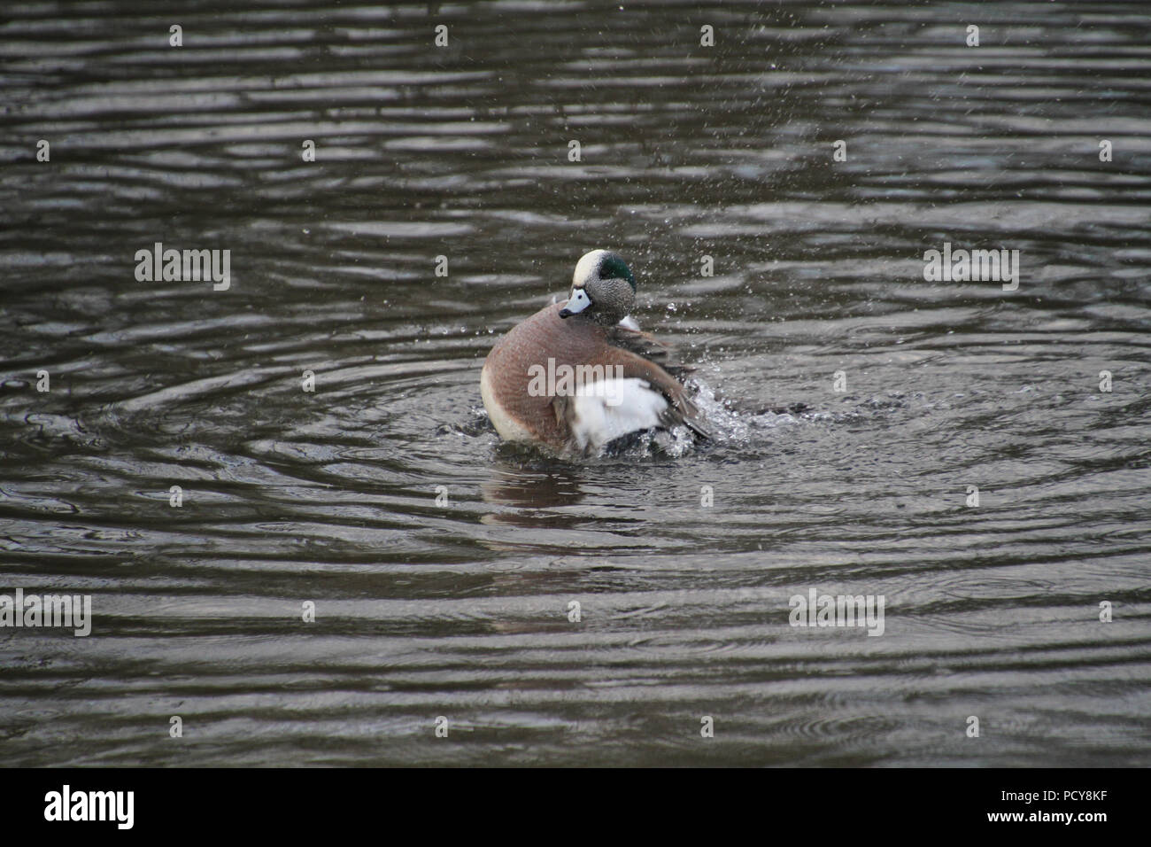 An american widgeon duck cleaning their feathers in a lake and causing ...