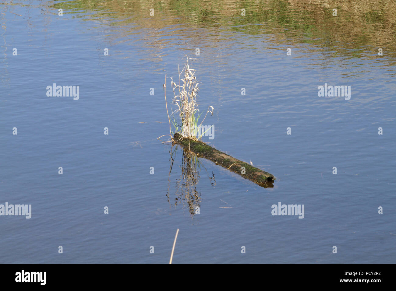A small log floating in a stream with long grass growing on one end ...