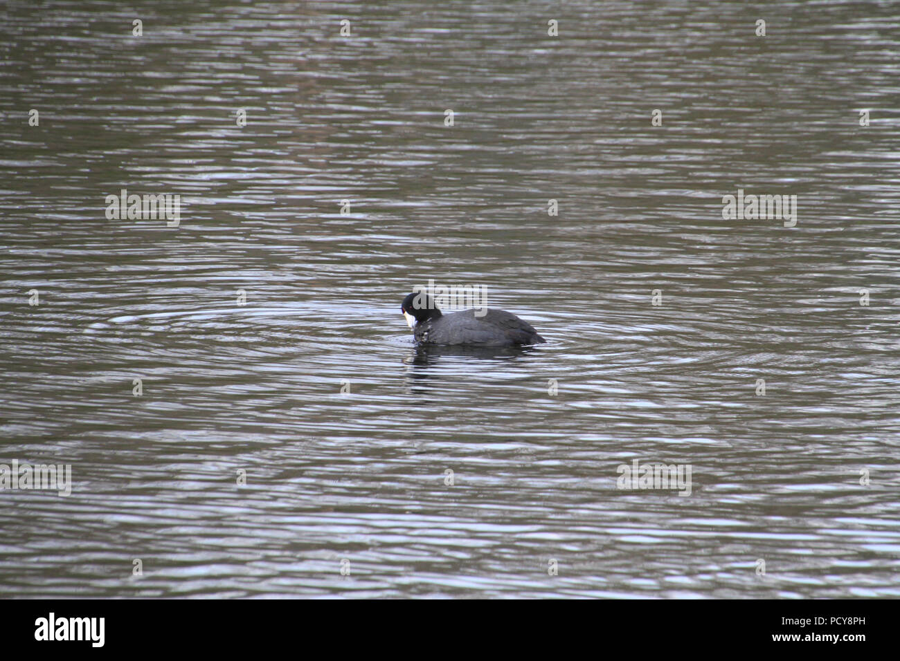 An American Coot duck swimming in a small lake Stock Photo - Alamy