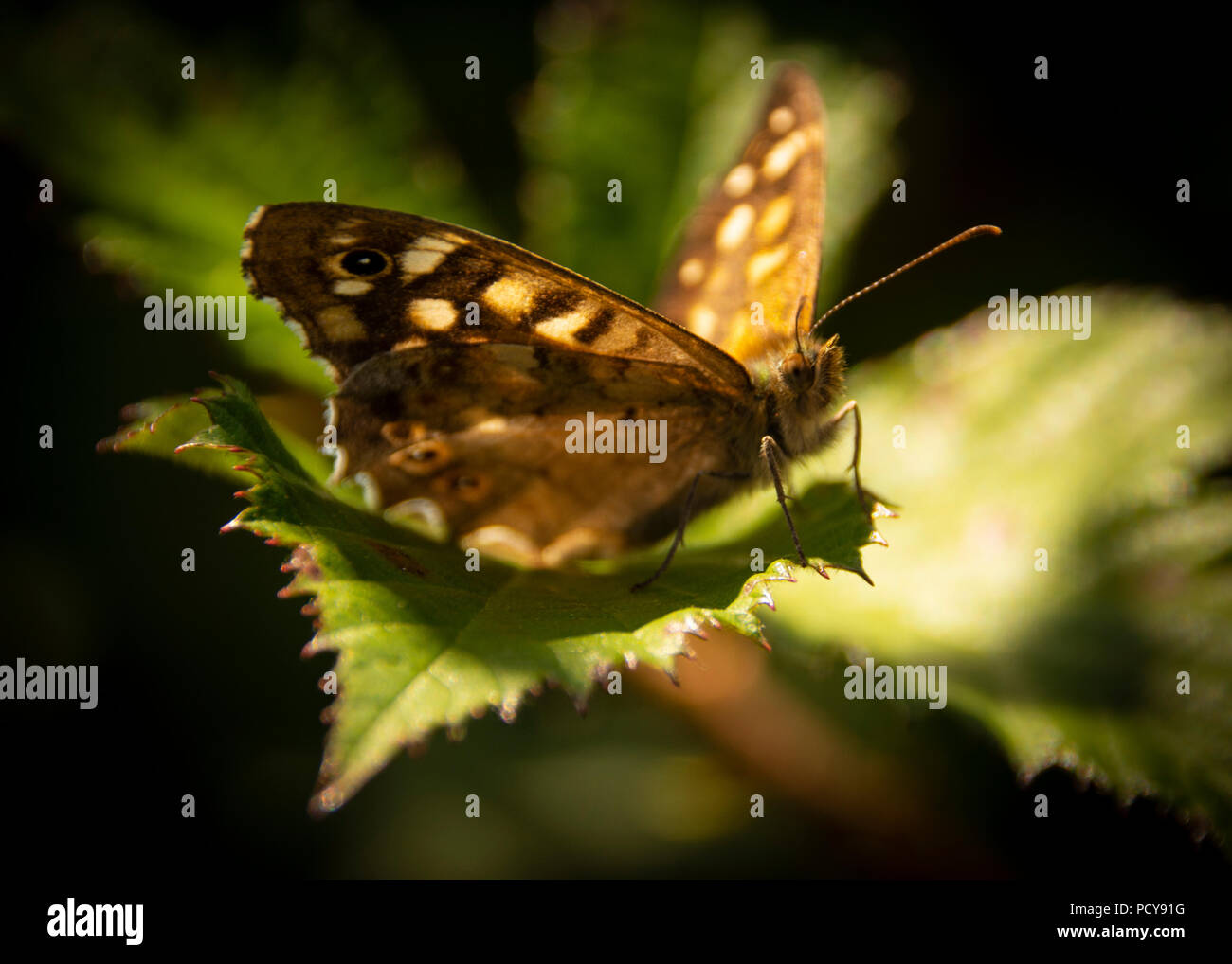 Speckled Wood Butterfly - Pararge aegeria Stock Photo - Alamy
