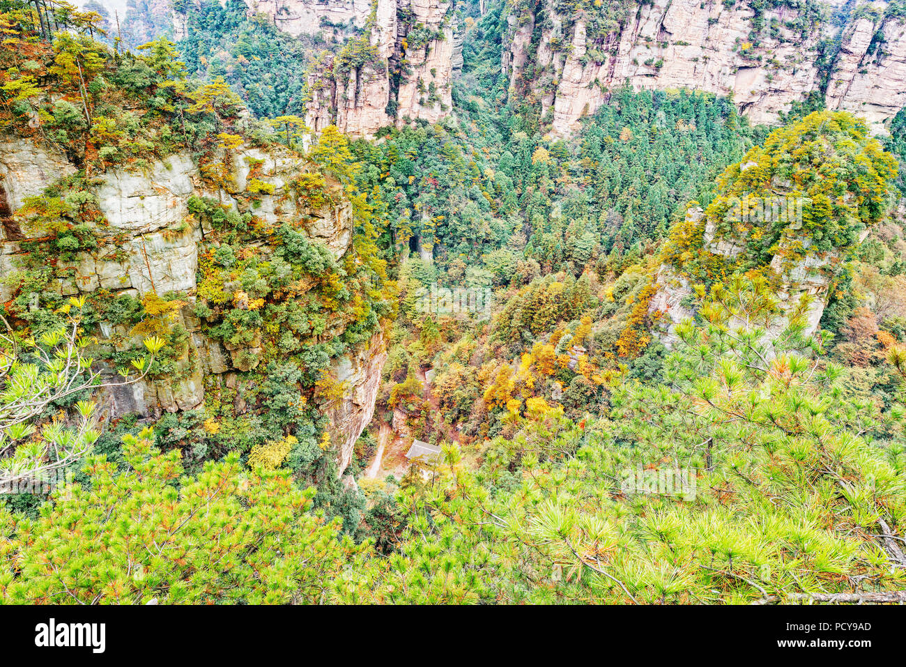 Trees in the gorge in Zhangjiajie Forest Park at sunset. China Stock ...