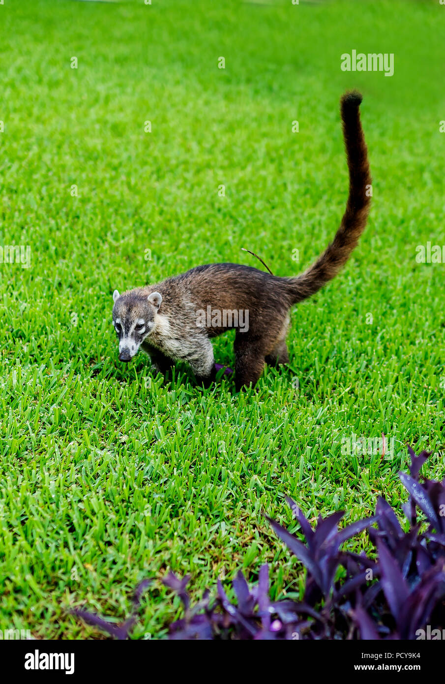 Coati High Resolution Stock Photography and Images - Alamy