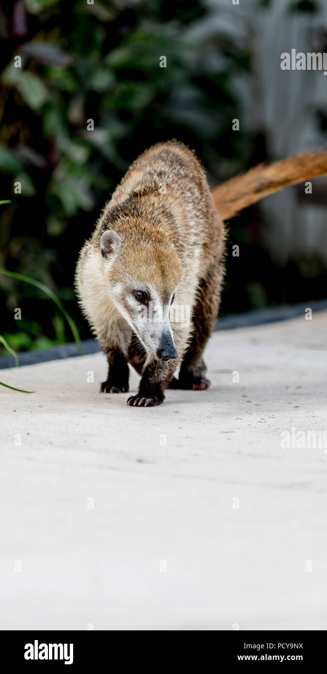 Coati mundi belize hi-res stock photography and images - Alamy