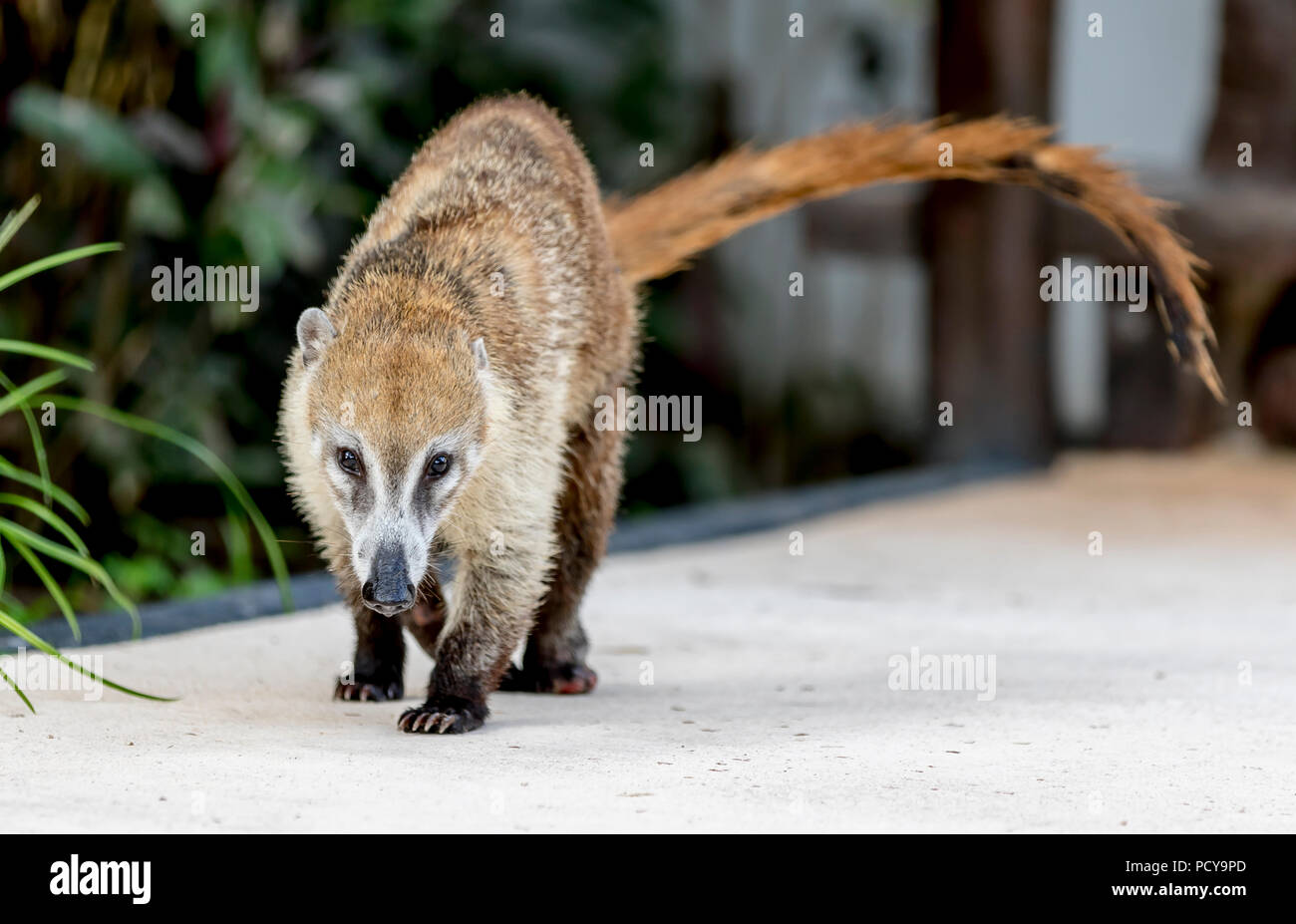 Cozumel coati hi-res stock photography and images - Alamy