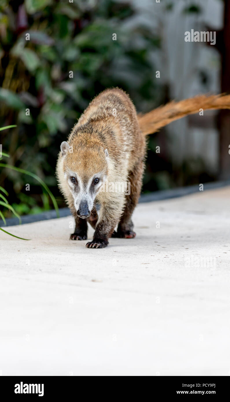 Cozumel coati hi-res stock photography and images - Alamy