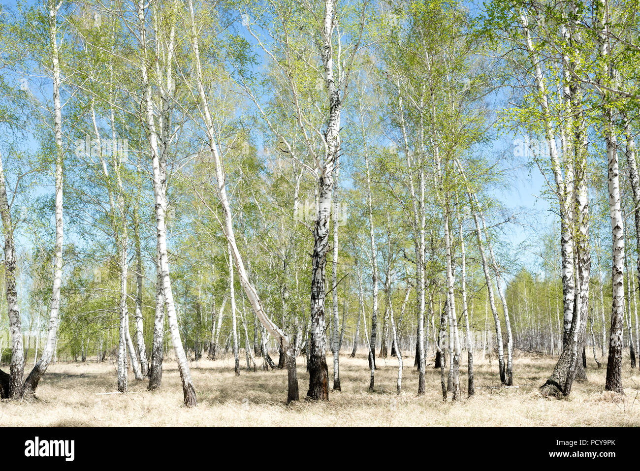 Spring birch forest Stock Photo - Alamy