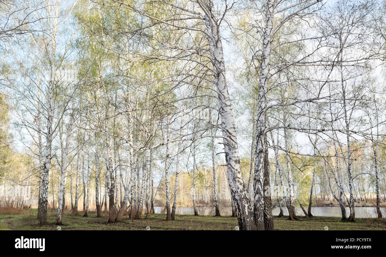 Spring birch forest Stock Photo - Alamy