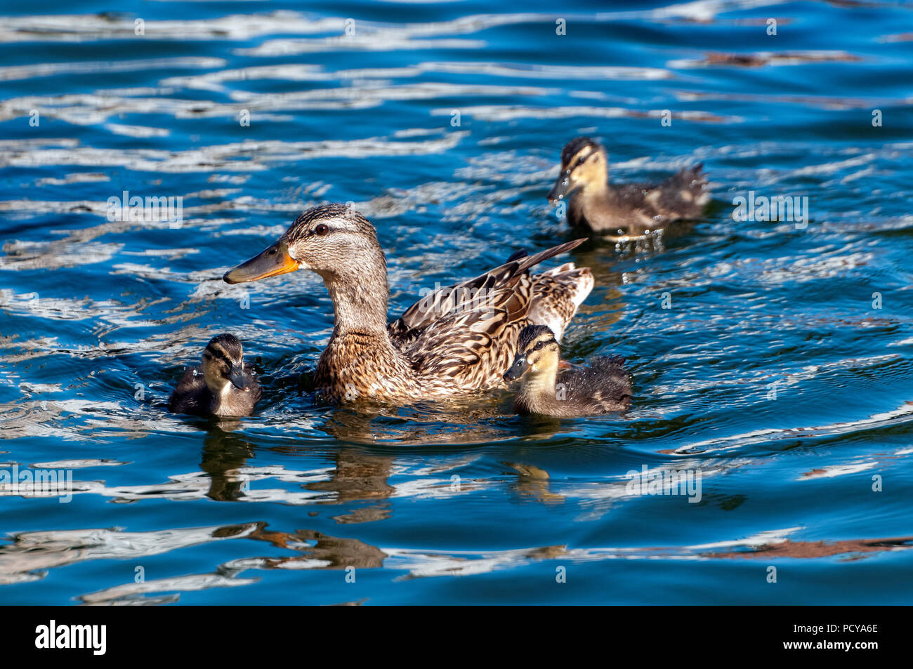 Three little ducks hi-res stock photography and images - Alamy
