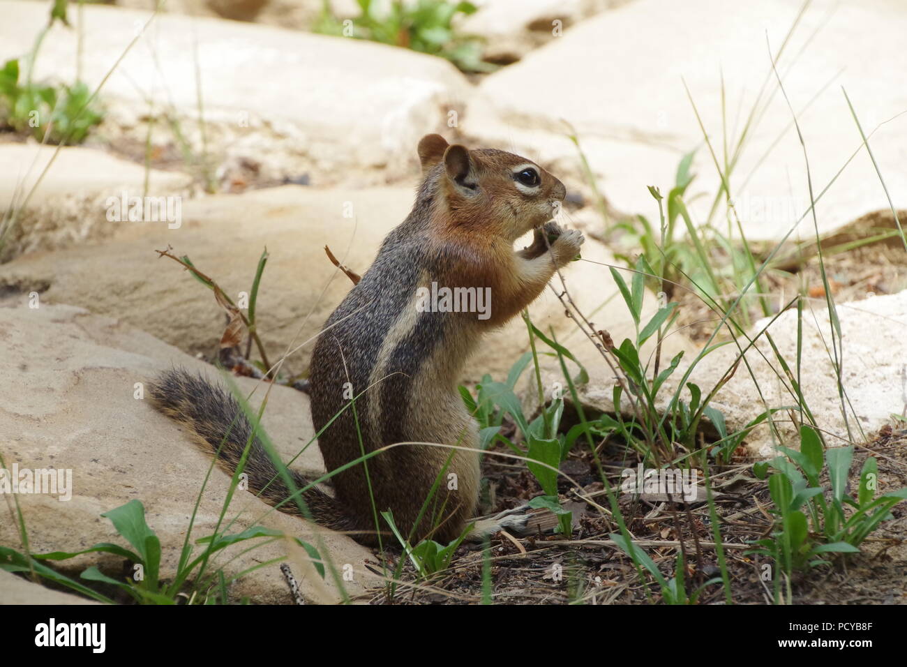 Utah Golden- Mantled Ground Squirrel seen feeding Stock Photo - Alamy