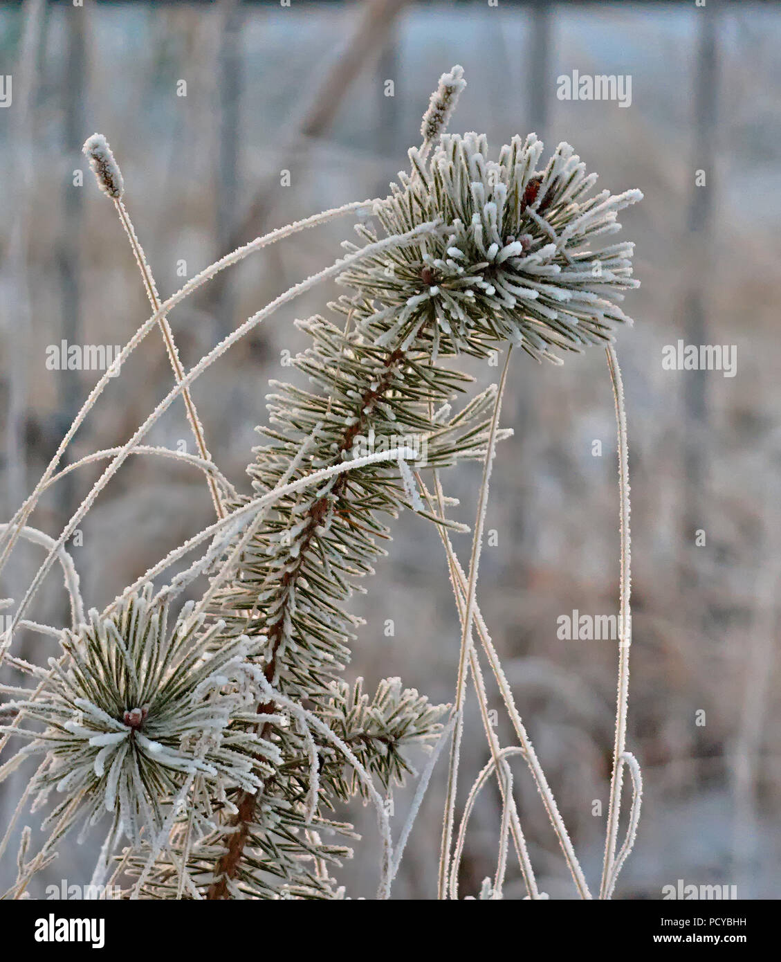 Frost flowers. crystal, frosty, fall, rime, outdoor Stock Photo - Alamy