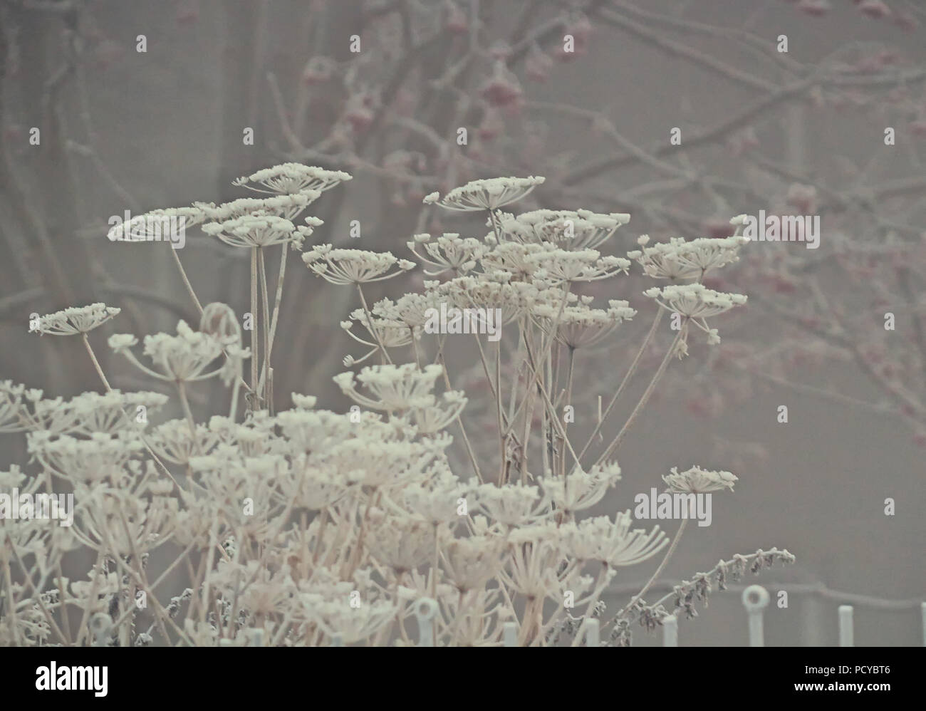 Frosty back drop hi-res stock photography and images - Alamy