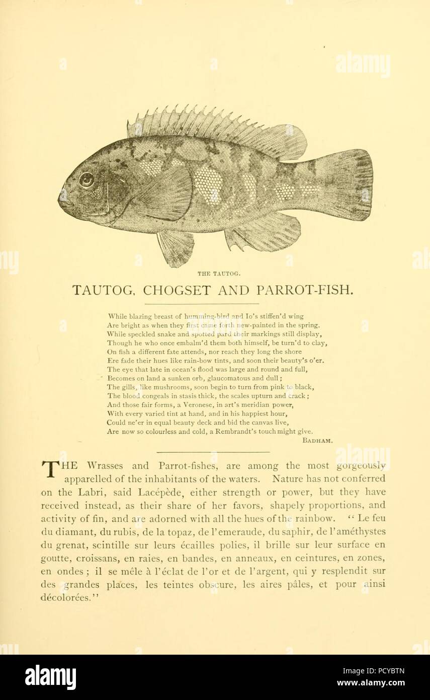 American fishes hi-res stock photography and images - Alamy