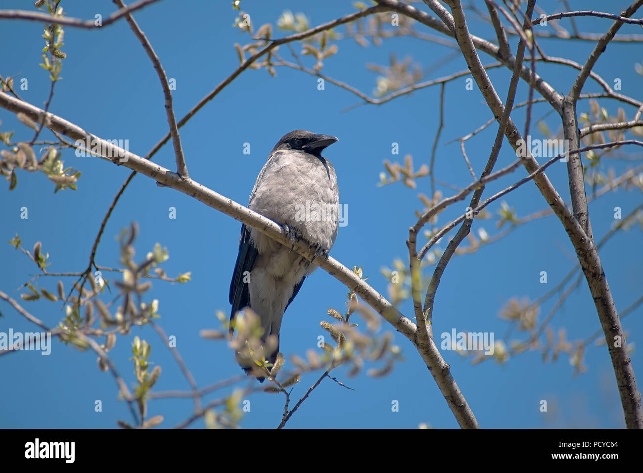 Crow. tree. summer Stock Photo - Alamy