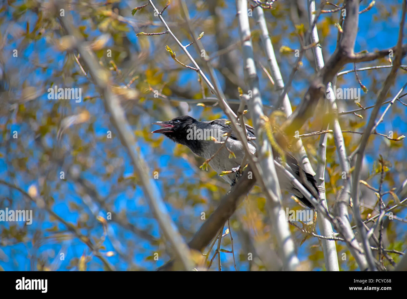Crow and tree hi-res stock photography and images - Alamy