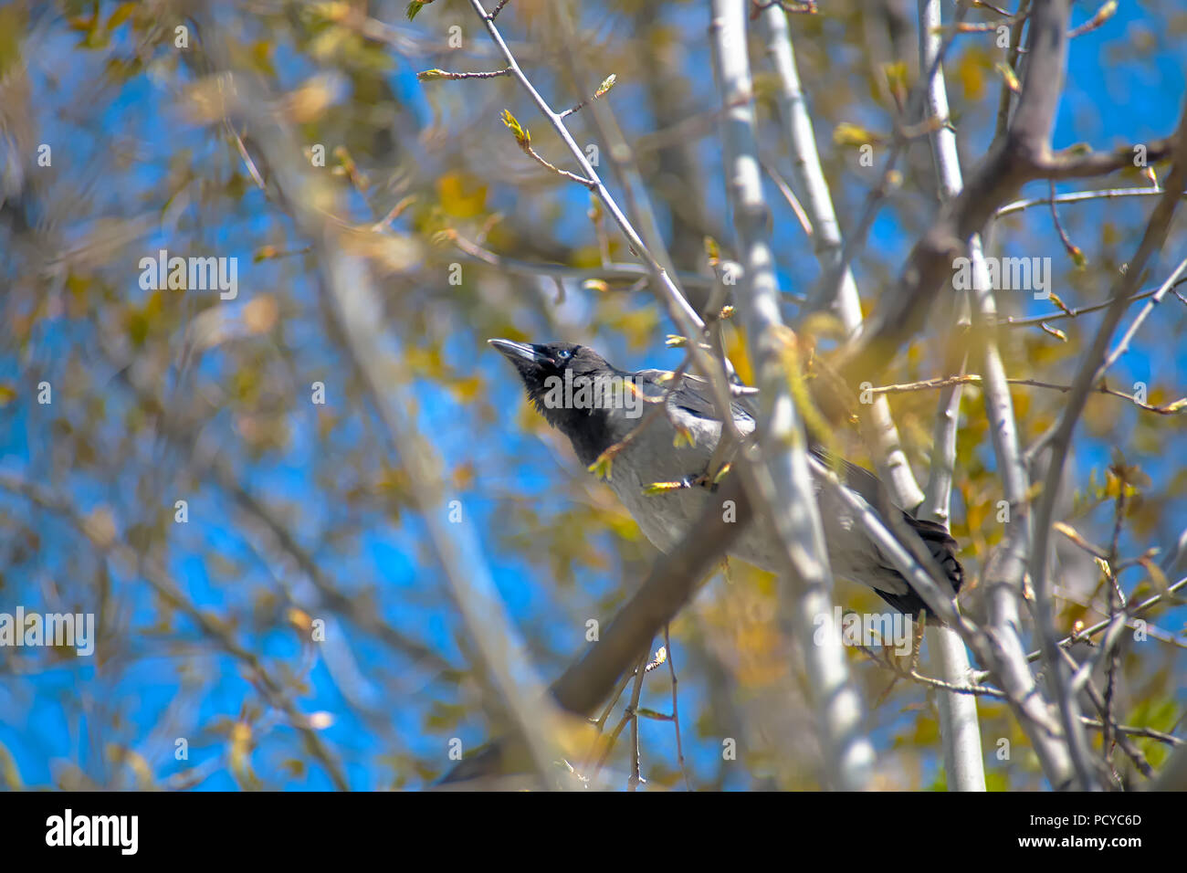 Crow and tree hi-res stock photography and images - Alamy