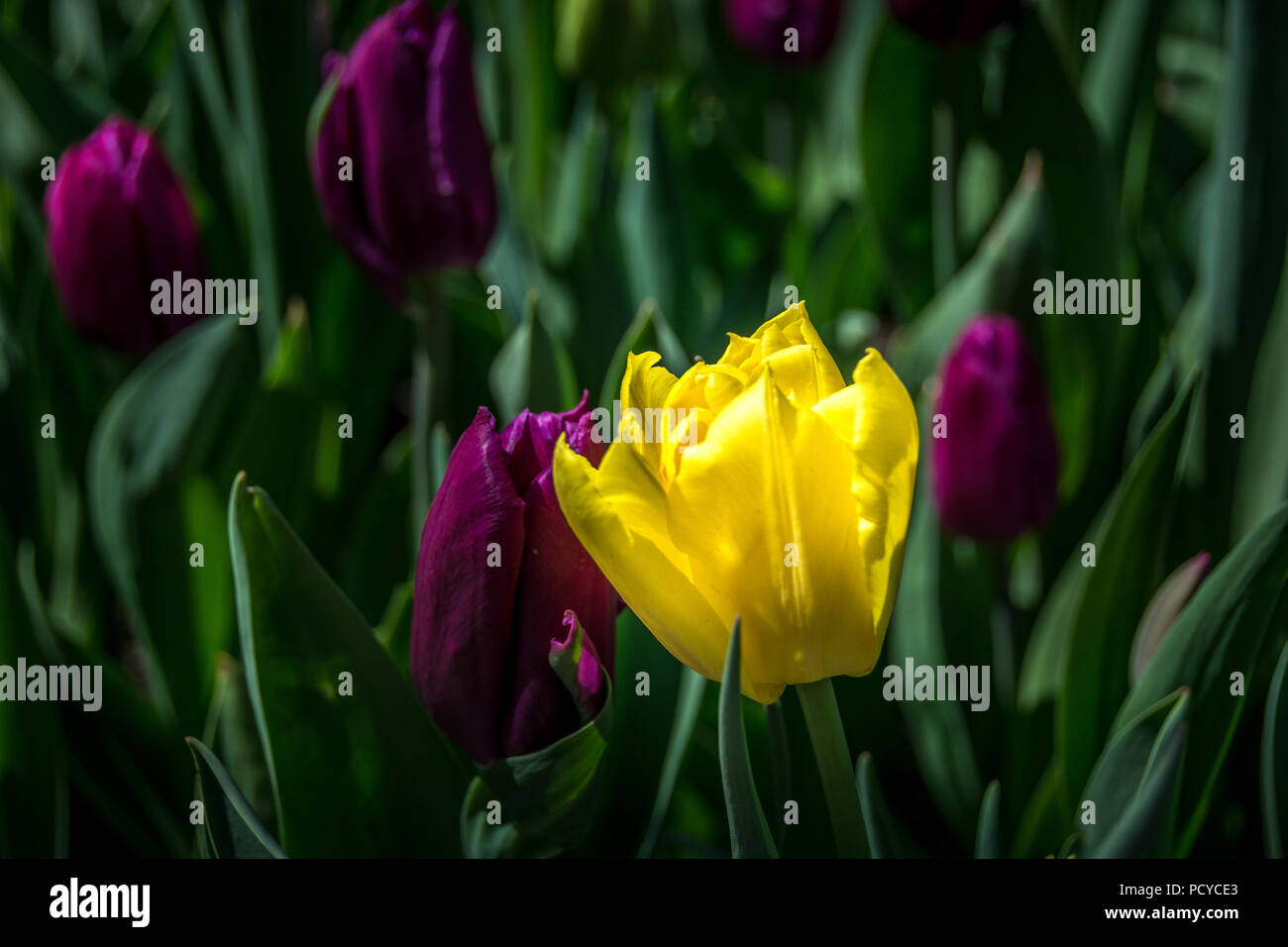 Only yellow flowers hi-res stock photography and images - Alamy