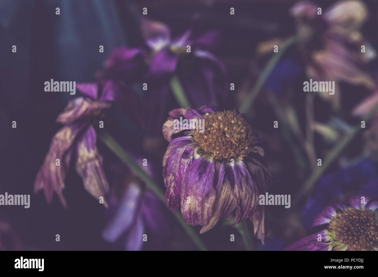 Sombre, sad decaying purple flowers Stock Photo - Alamy