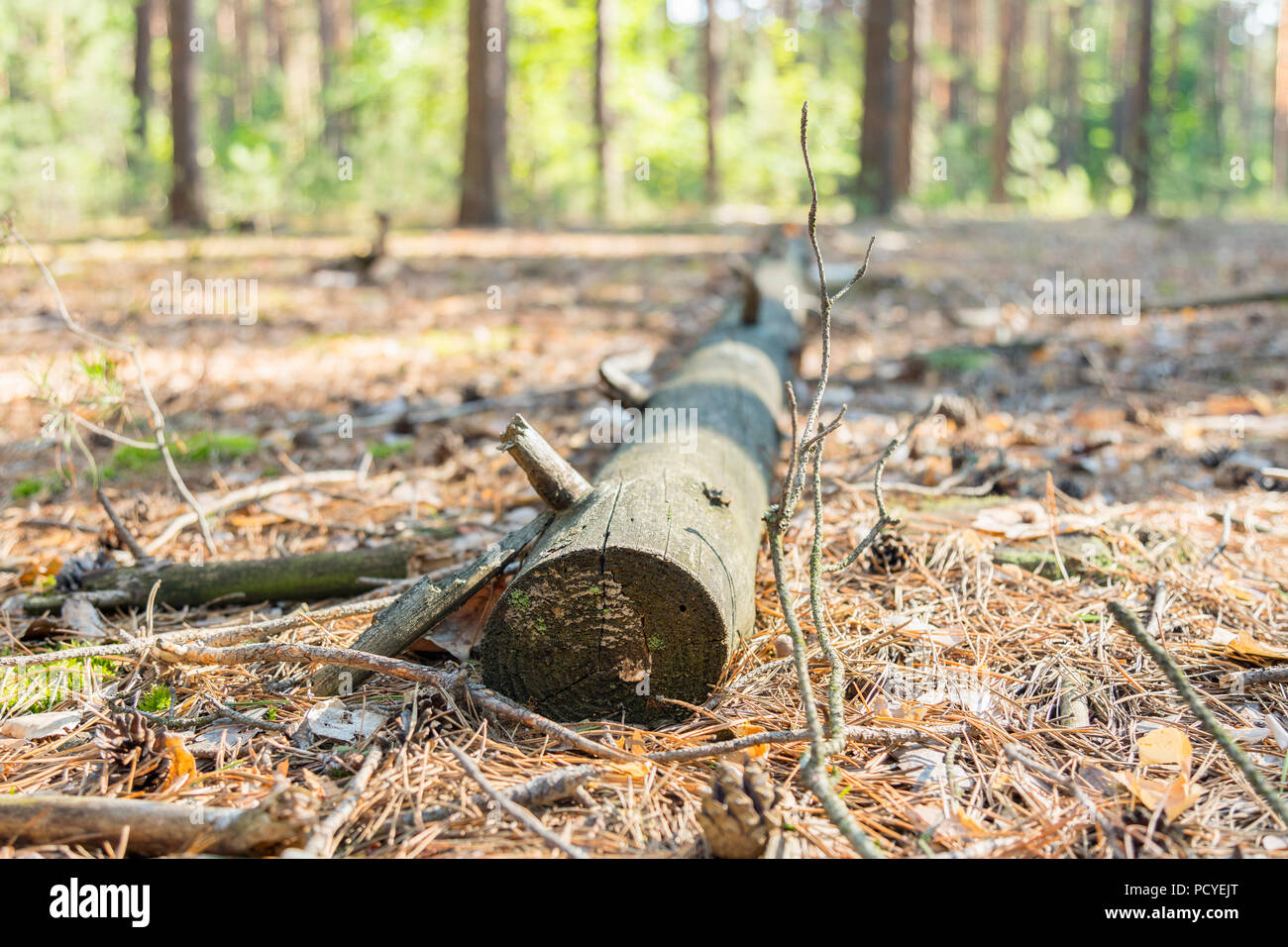Fallen Logs Stock Photos & Fallen Logs Stock Images - Alamy