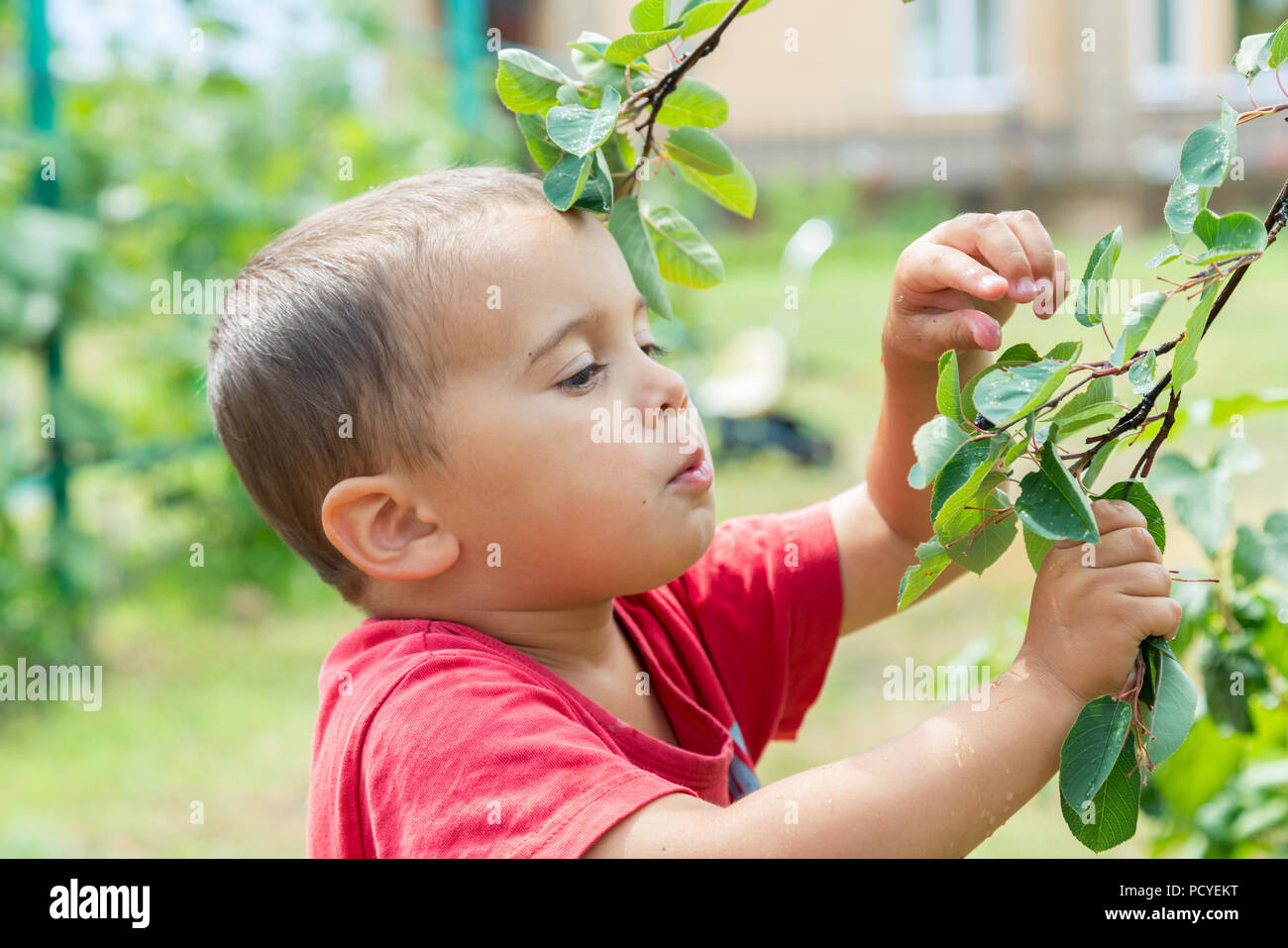 A happy little boy eats berries from a bush Stock Photo - Alamy