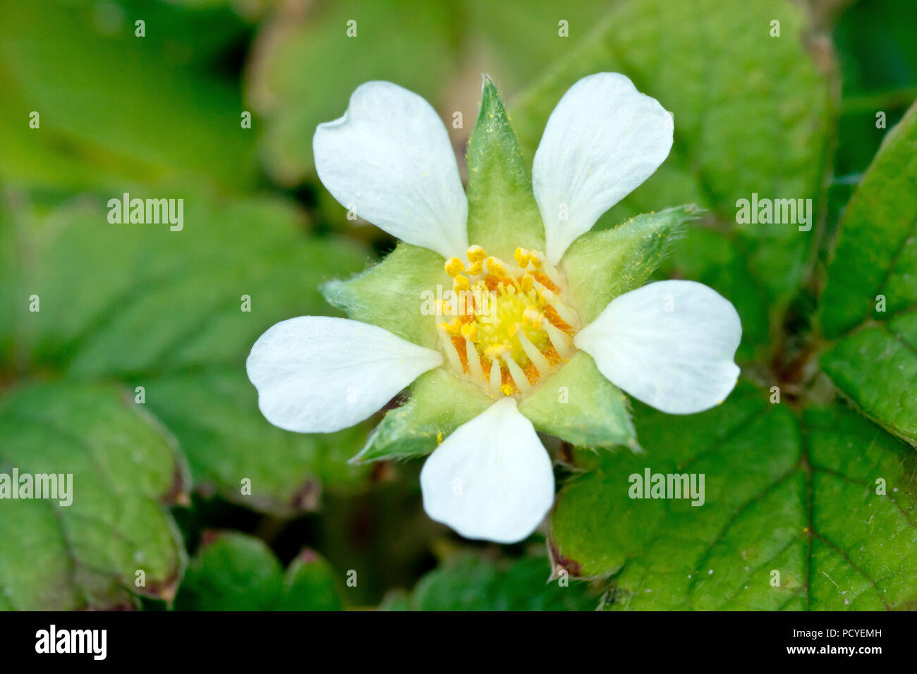 Close up strawberry flower hi-res stock photography and images - Alamy