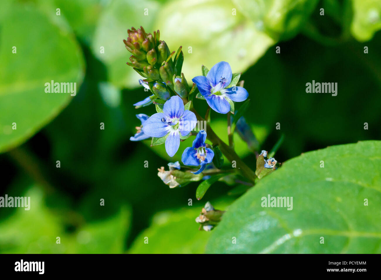 Brooklime (veronica beccabunga), close up of a single flowering spike ...