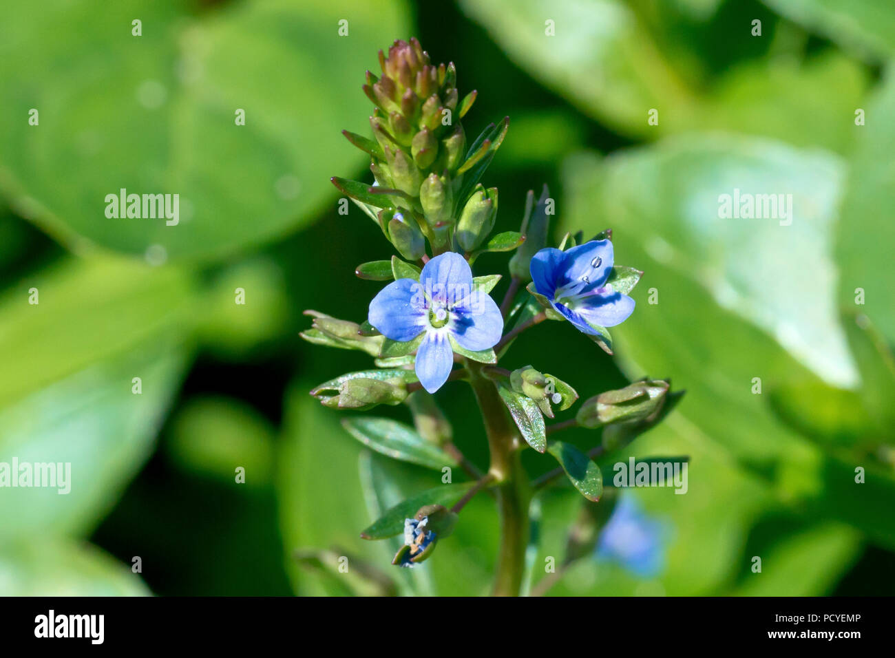 Veronica beccabunga flowers blue hi-res stock photography and images ...