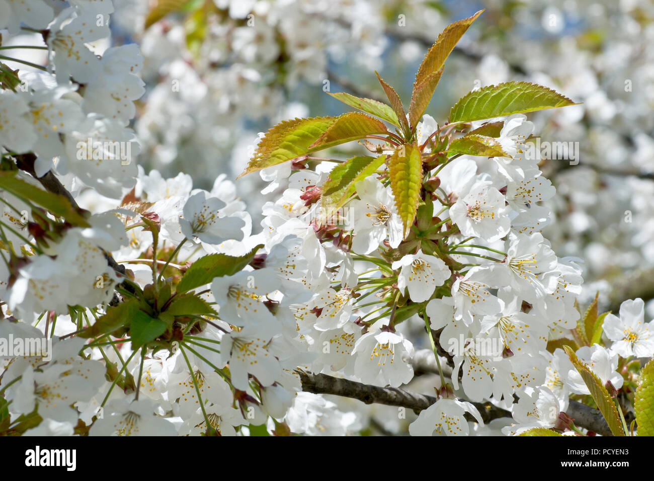 Wild Cherry Flower High Resolution Stock Photography and Images - Alamy