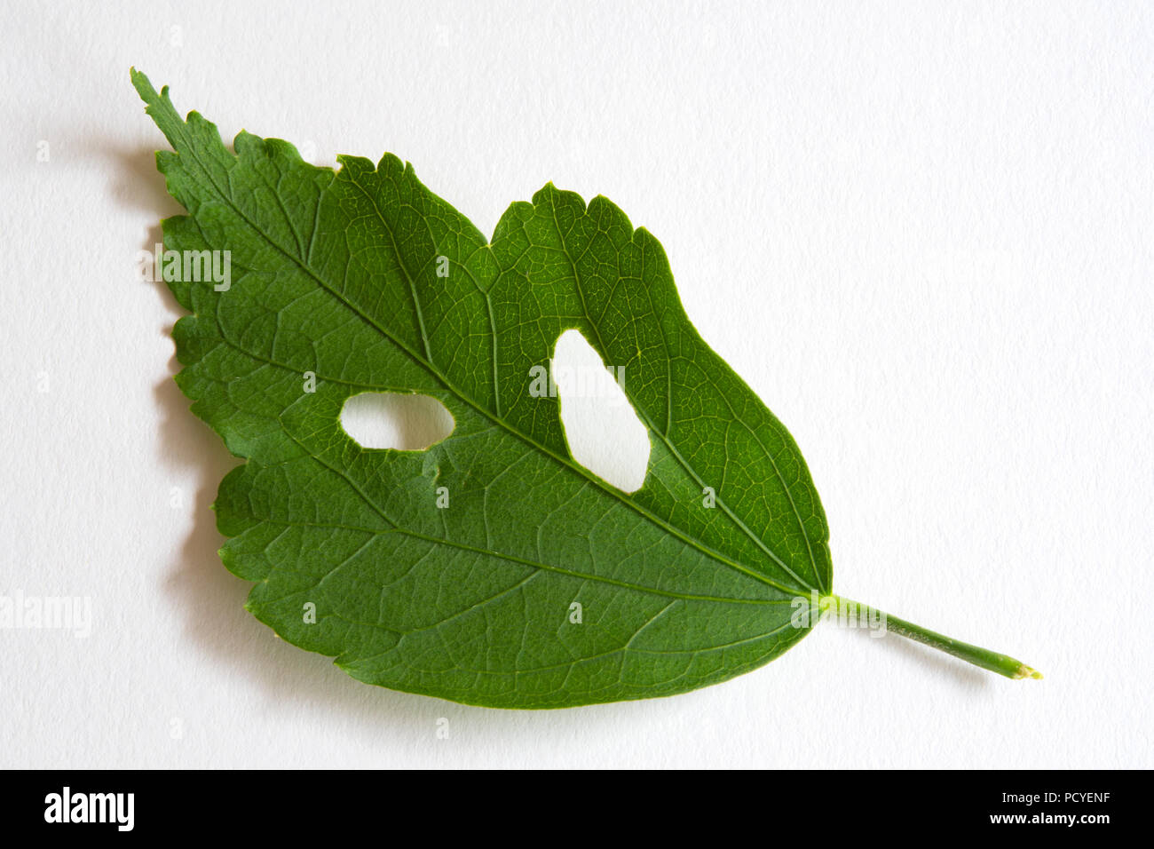Chewed leaf hi-res stock photography and images - Alamy