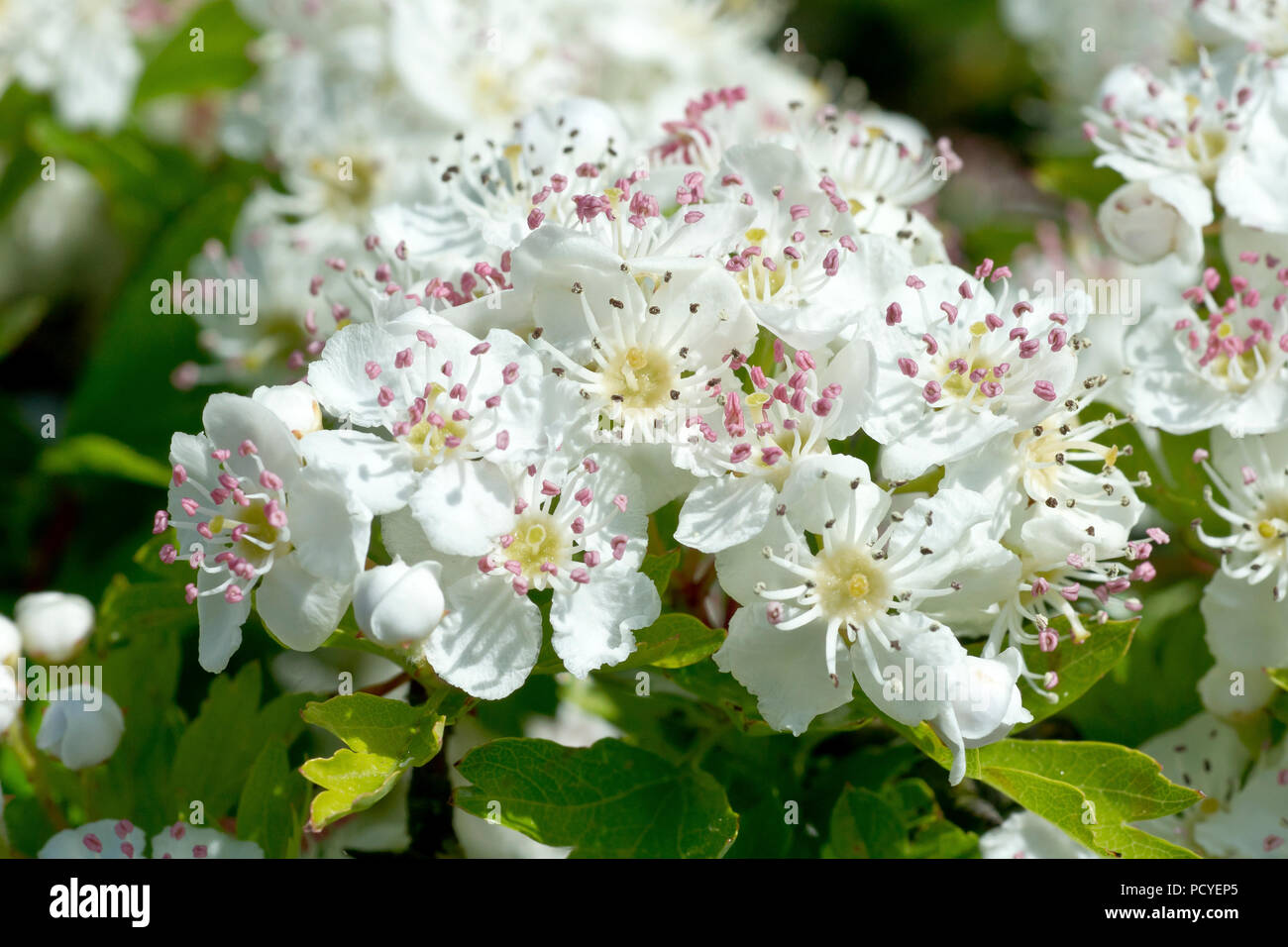 Hawthorn (crataegus monogyna), also known as Whitethorn or the May-tree ...