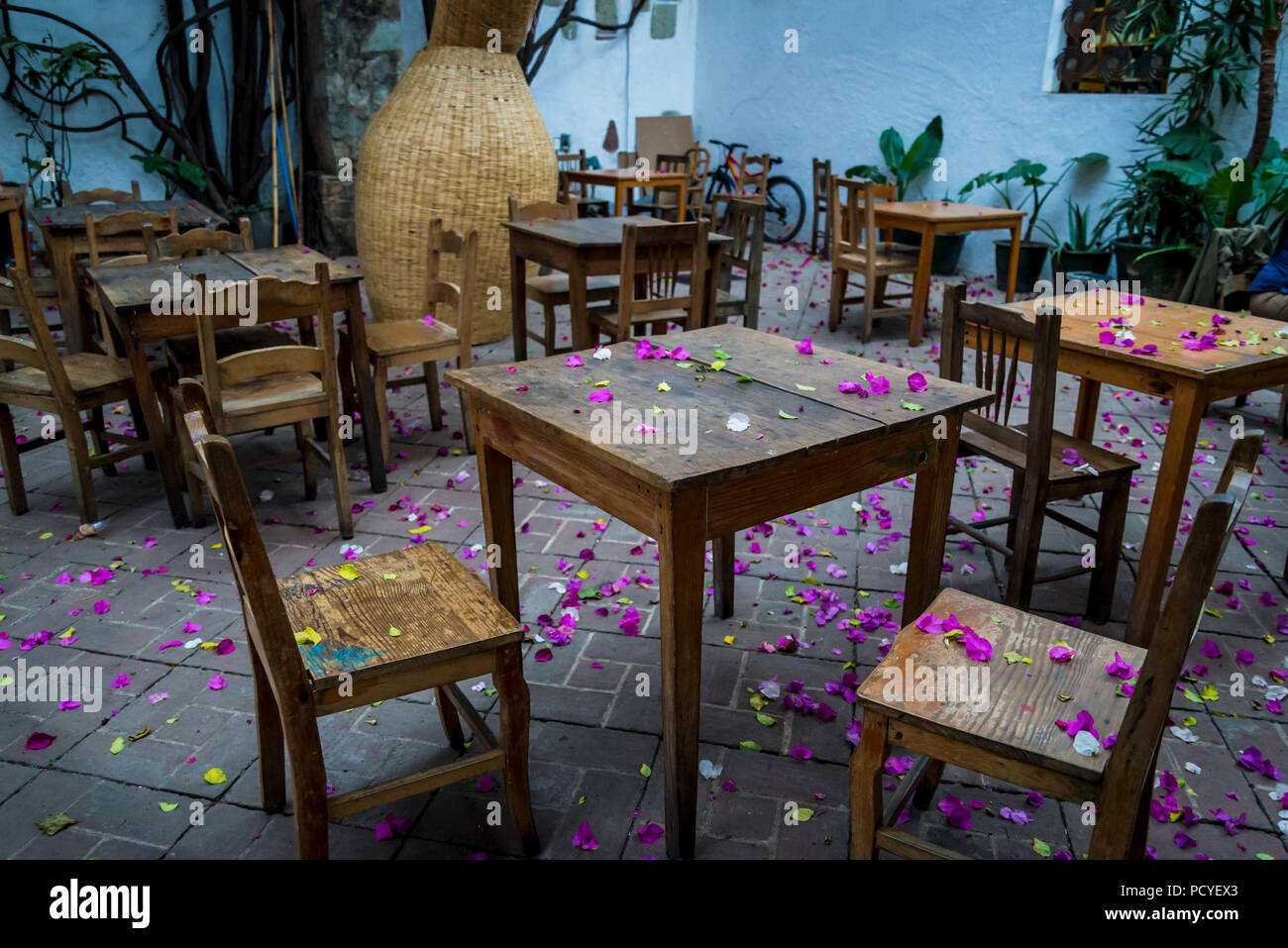 Fallen jacaranda hi-res stock photography and images - Alamy