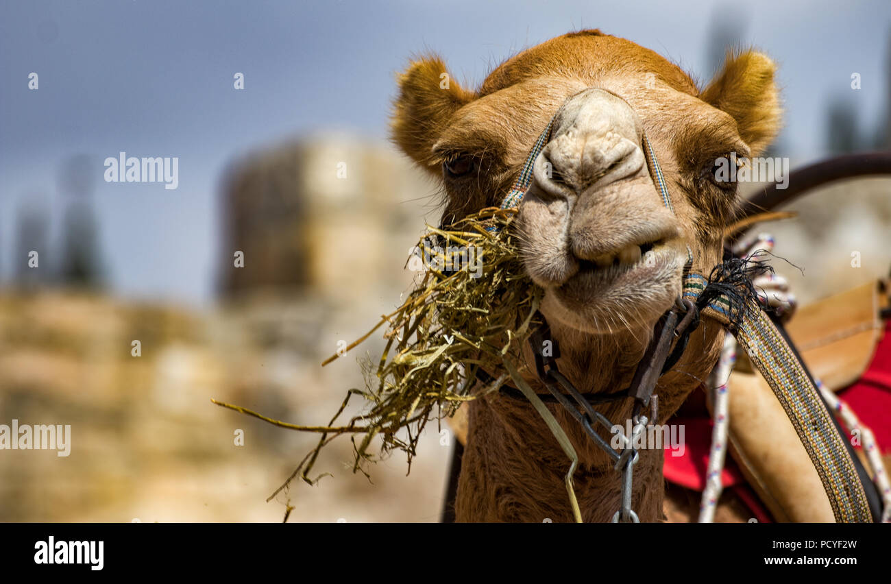Dromedary camel close up isolated hi-res stock photography and images ...