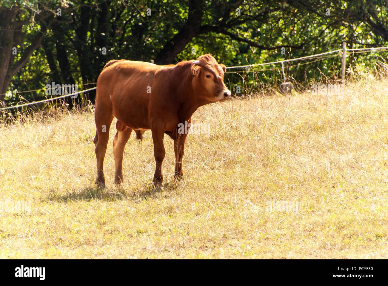 Cows on a dry pasture. Dry meadow. Hot summer. Waiting for the rain ...