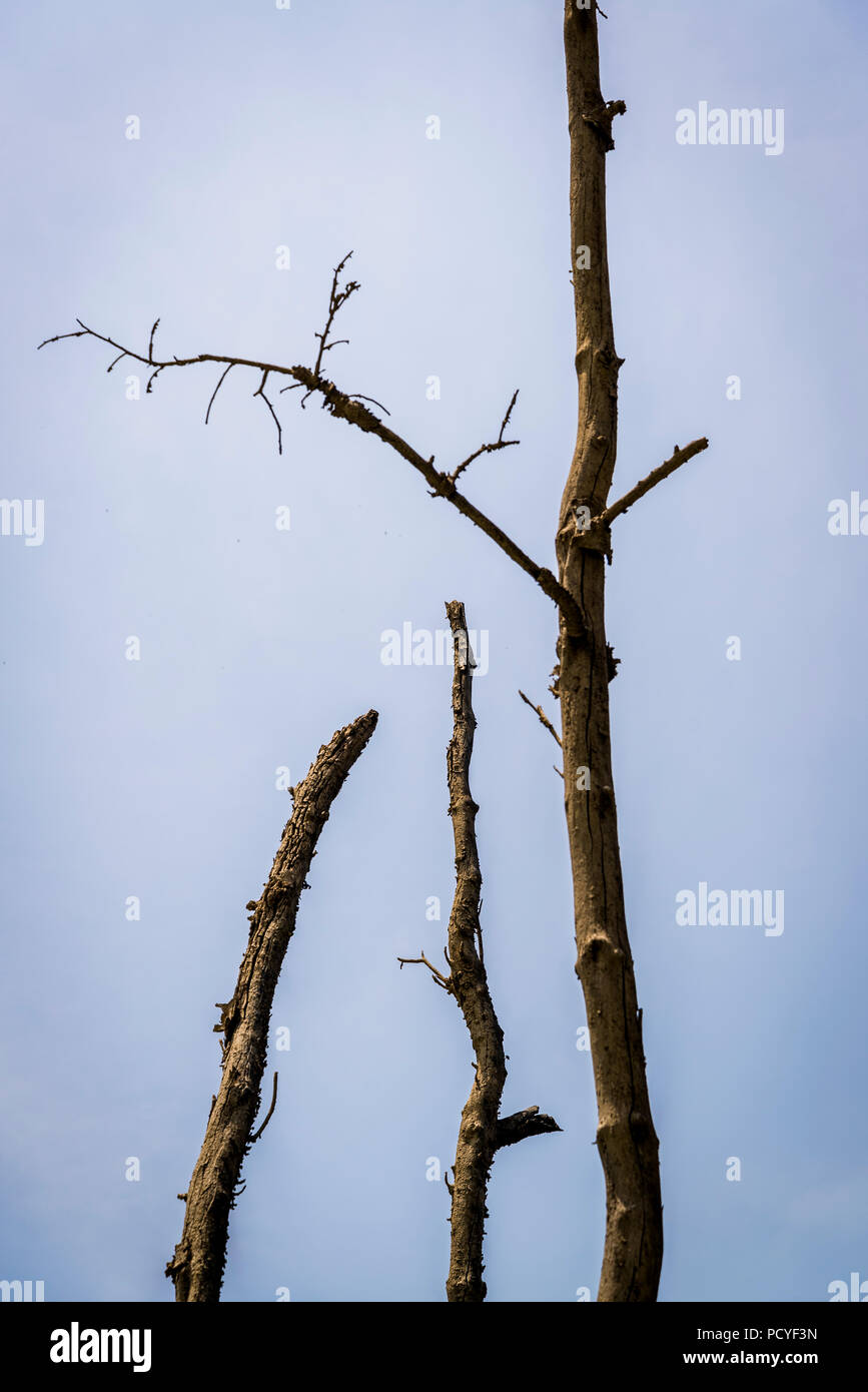 Three dried up trees hi-res stock photography and images - Alamy