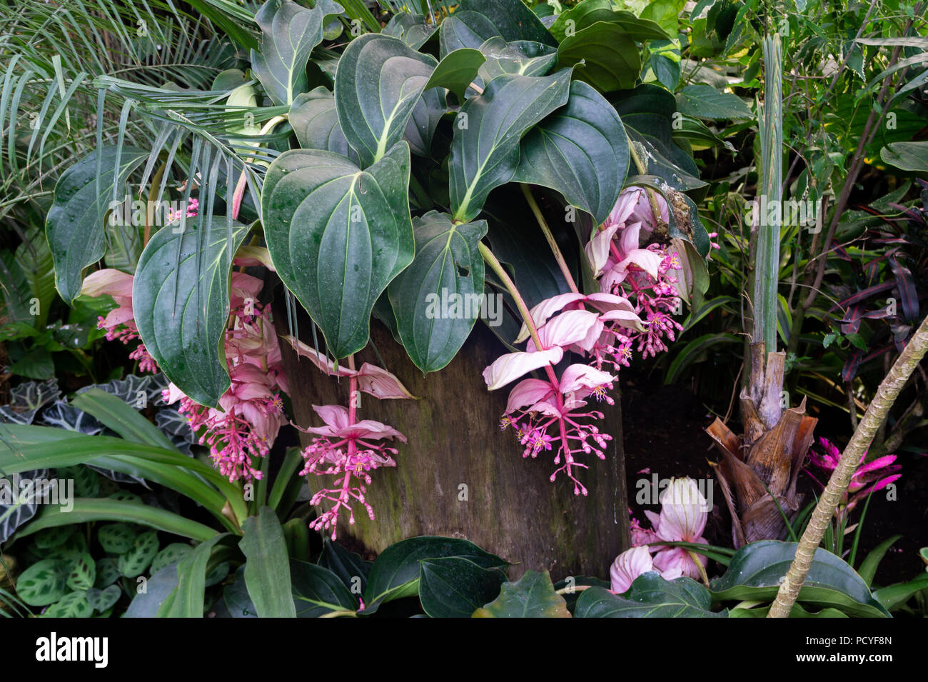 Pink tropical forest flower hi-res stock photography and images - Alamy