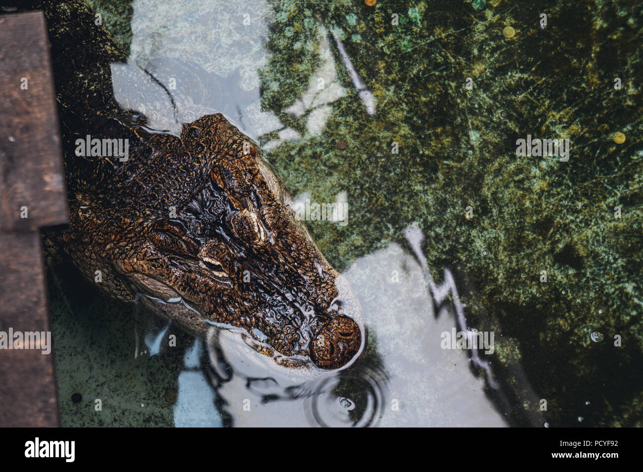 Alligator seen from above Stock Photo - Alamy