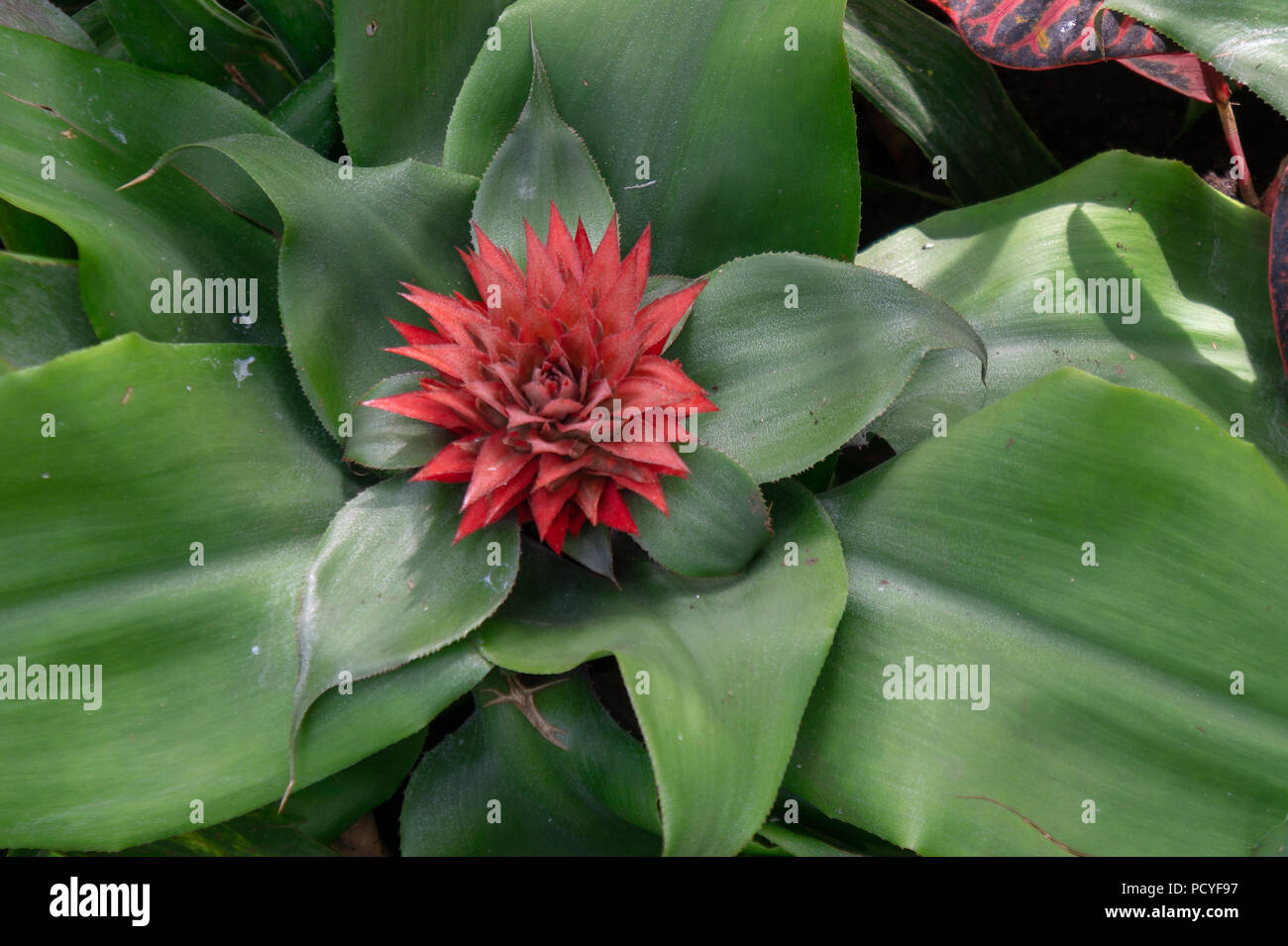 Tropical plant red green leaves hi-res stock photography and images - Alamy