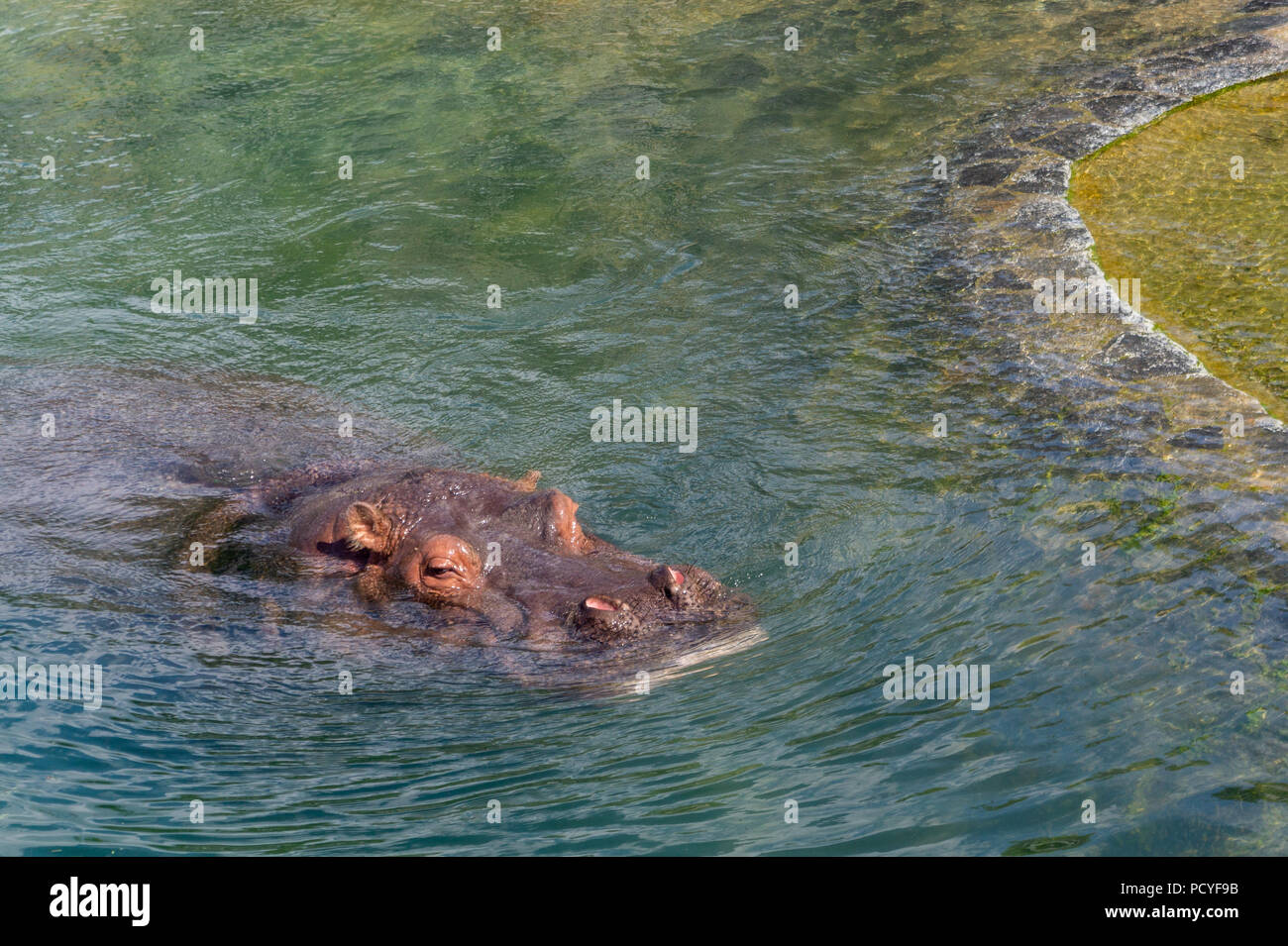 Real hippo animal hi-res stock photography and images - Alamy