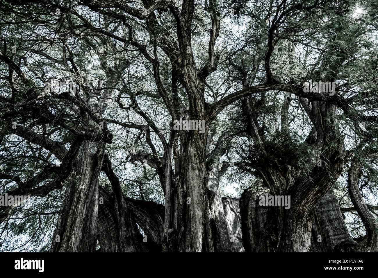 Giant cypress tree hi-res stock photography and images - Alamy