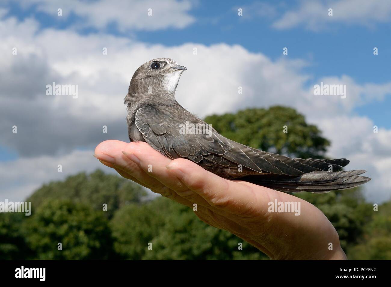 Common swift apus apus hi-res stock photography and images - Alamy