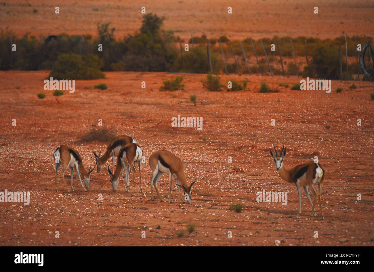 Cute wild Springbok antelope feeding in an farmer's arid, deserted ...