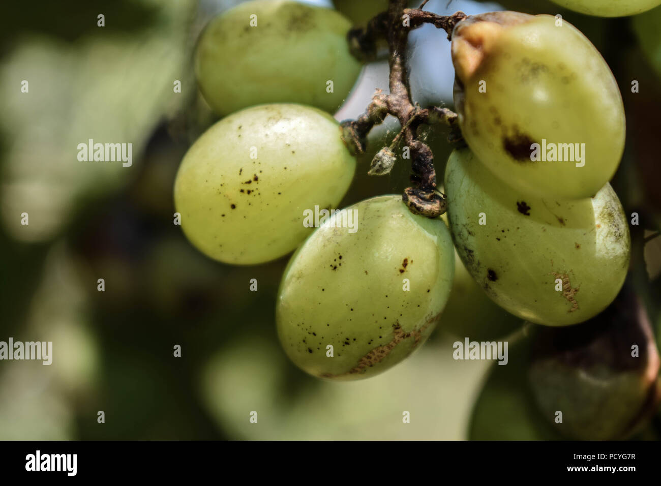 Grapes in nature hi-res stock photography and images - Alamy
