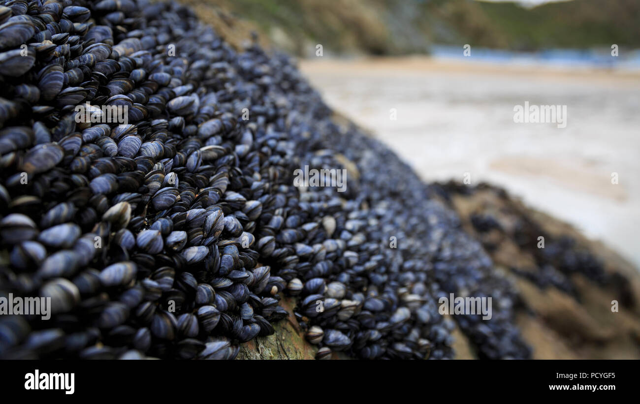 Vivid blue common mussels (Mytilus Edulis) crowd a rock that is exposed ...