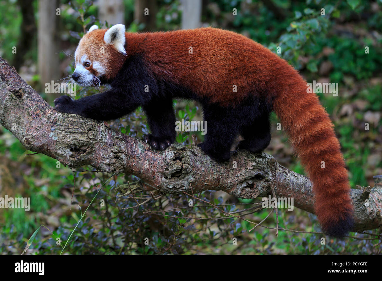 A Red Panda (Ailurus Fulgens) at Newquay Zoo, Newquay, Cornwall Stock ...