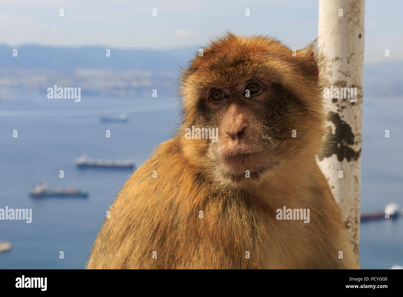The iconic Barbary Macaques (Macaca Sylvanus) that live on the British ...
