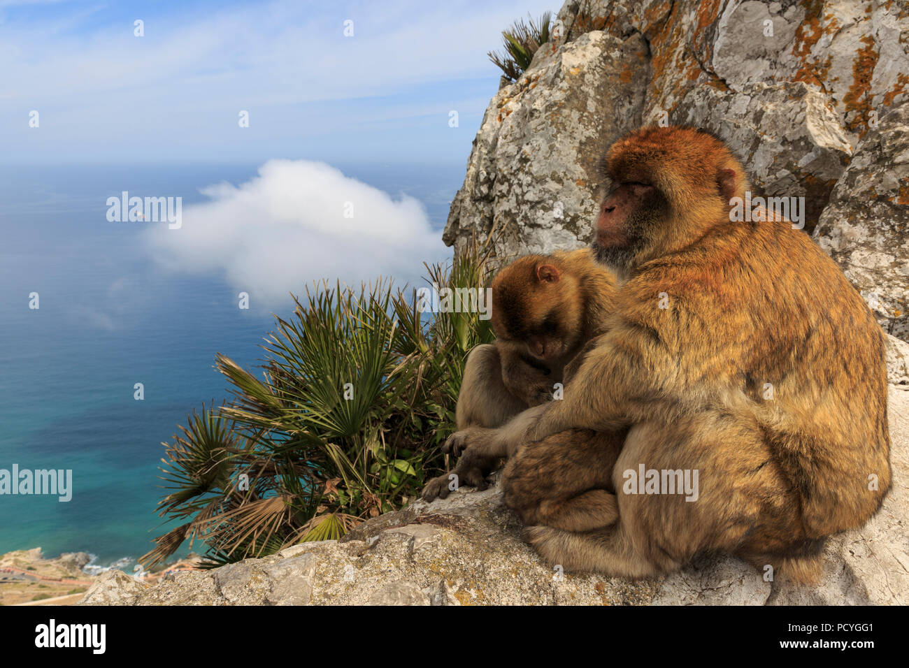 The iconic Barbary Macaques (Macaca Sylvanus) that live on the British ...
