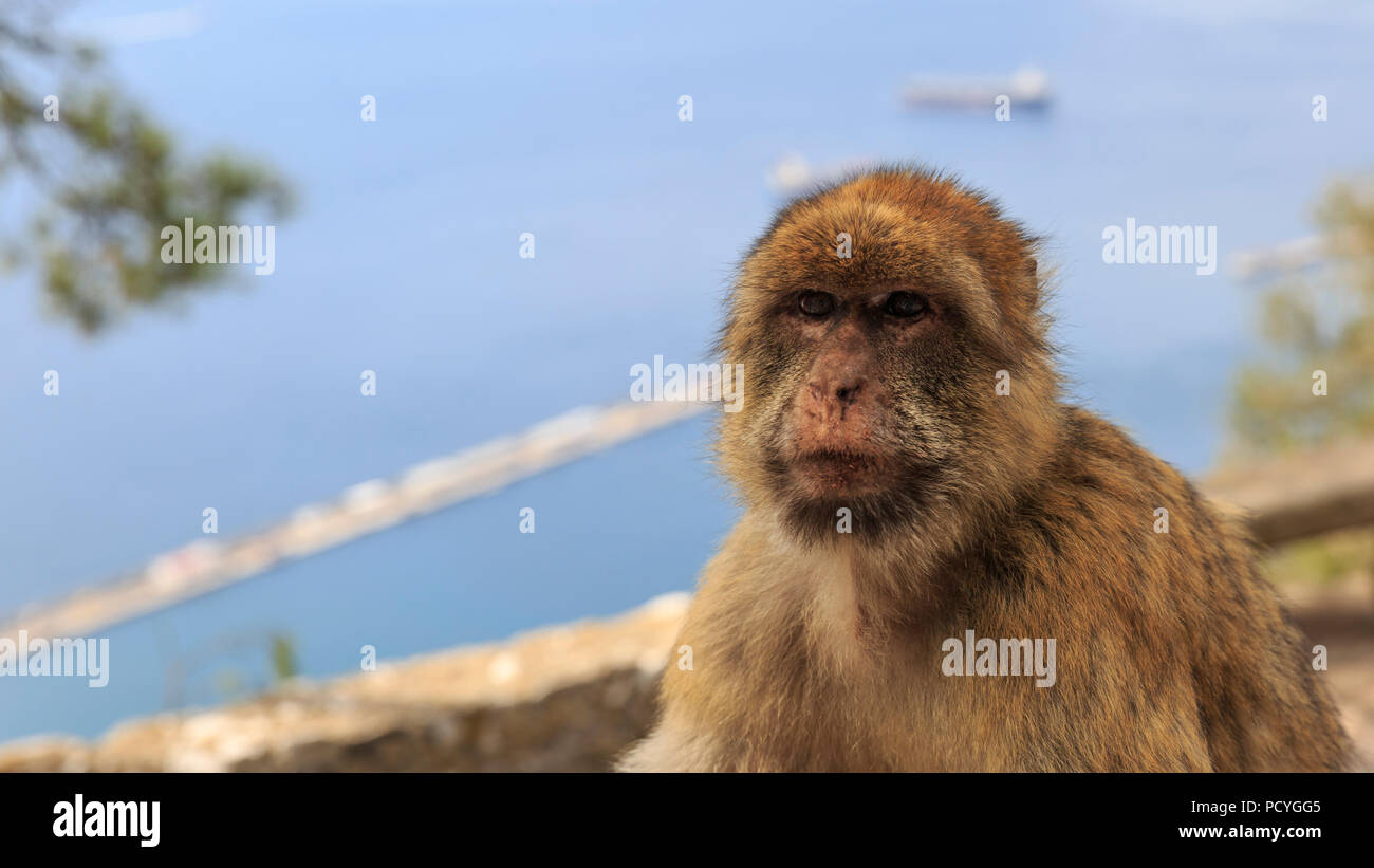 The iconic Barbary Macaques (Macaca Sylvanus) that live on the British ...