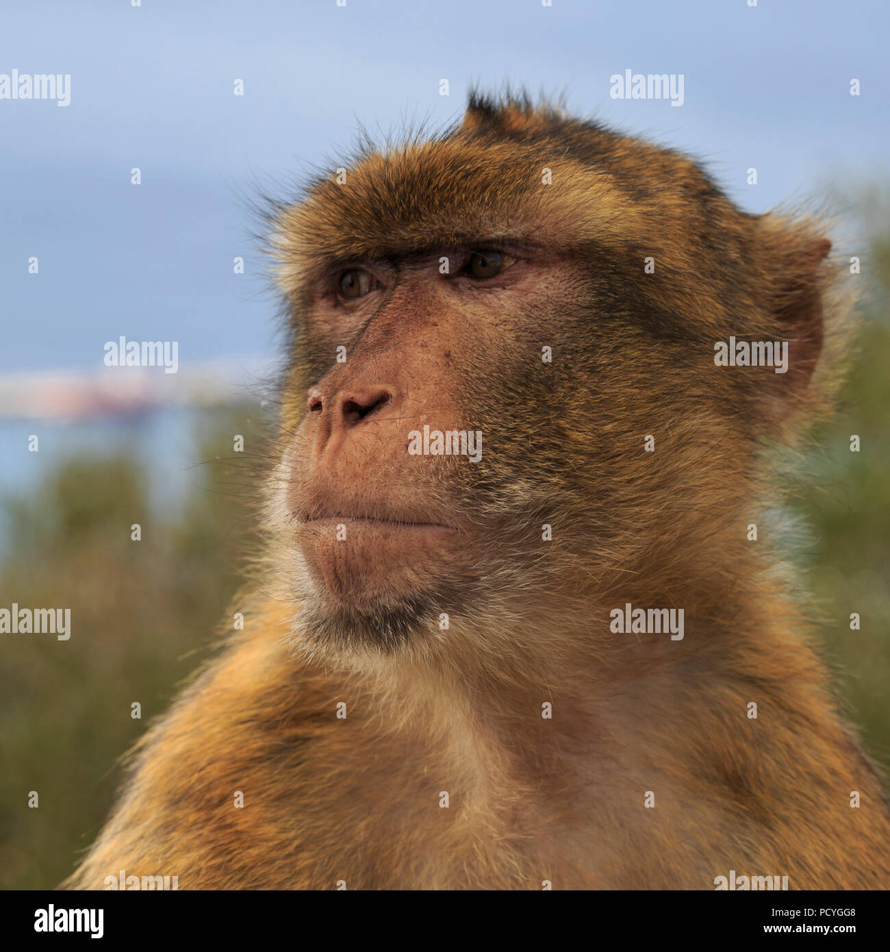 Barbary Monkeys Stock Photos & Barbary Monkeys Stock Images - Alamy