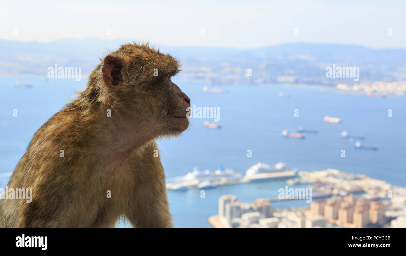The iconic Barbary Macaques (Macaca Sylvanus) that live on the British ...